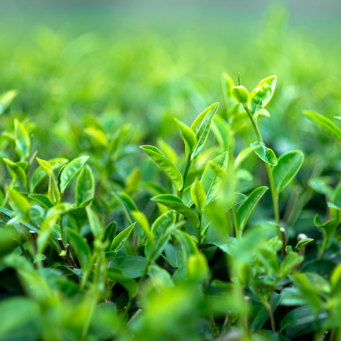 Fat Burner For Men | Capsiplex Burn | Capsiplex (USA)